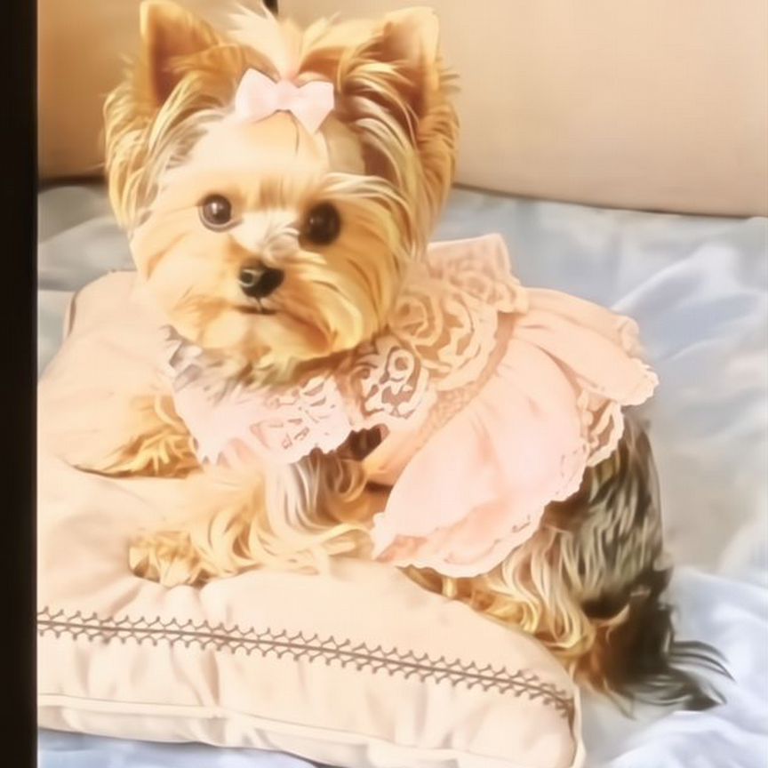 Щенок от частного владельца