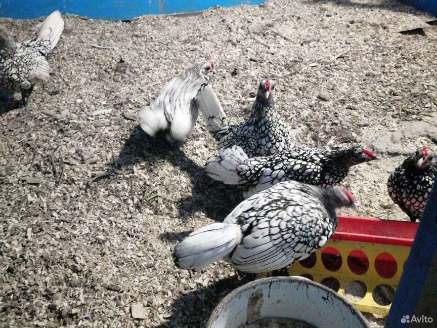 Цыплята сибрайт