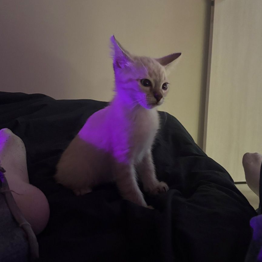 Тайский котёнок