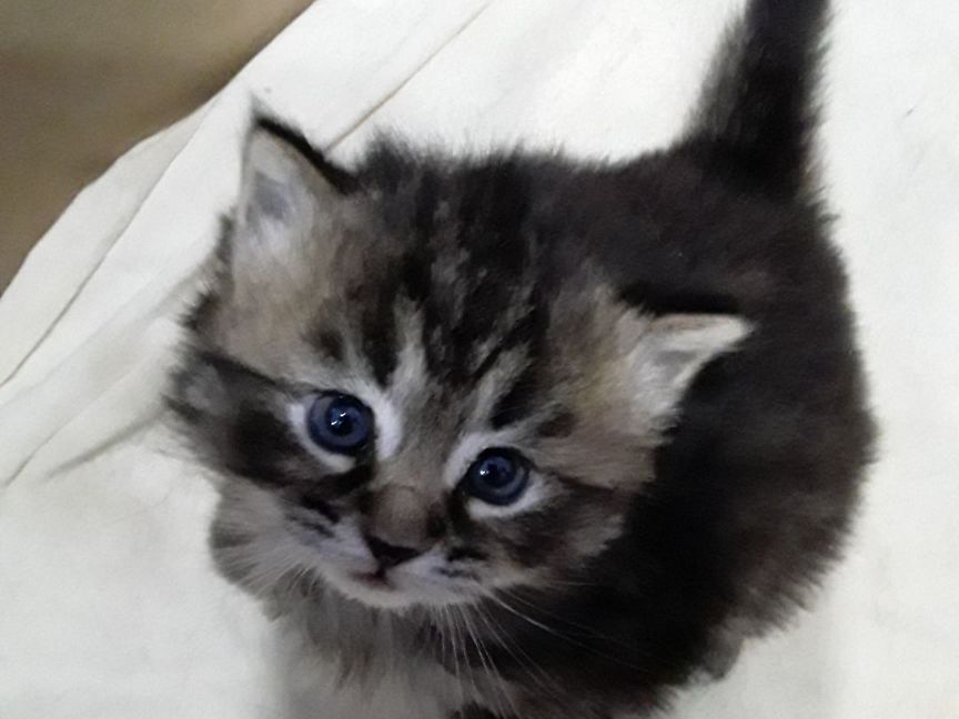 Кошка невская маскарадная