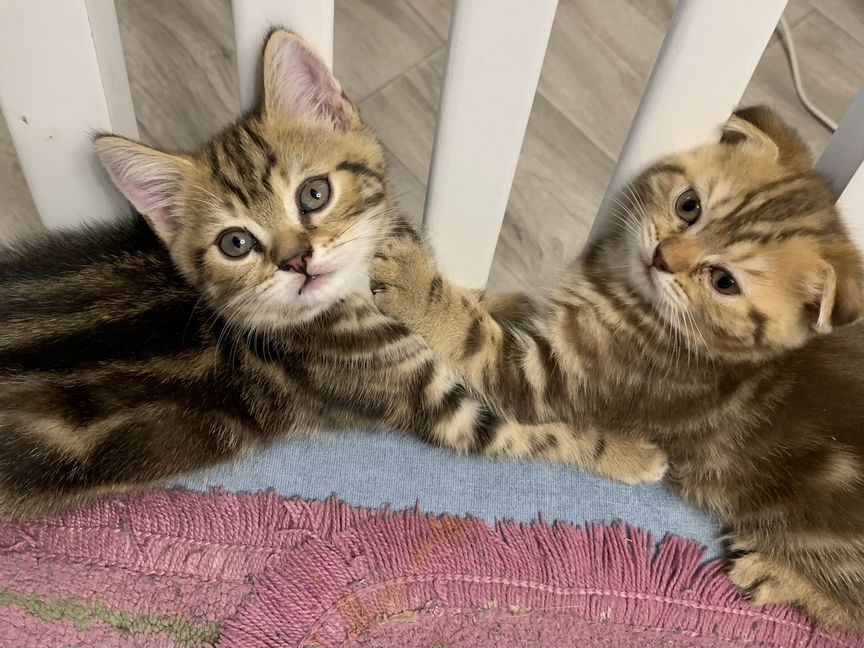 Котята шотландские/британские