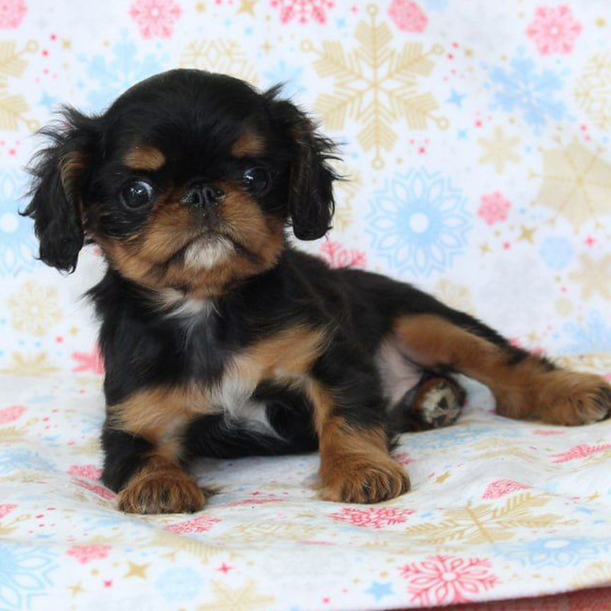 Кавалер кинг-чарльз-спаниель, щенок