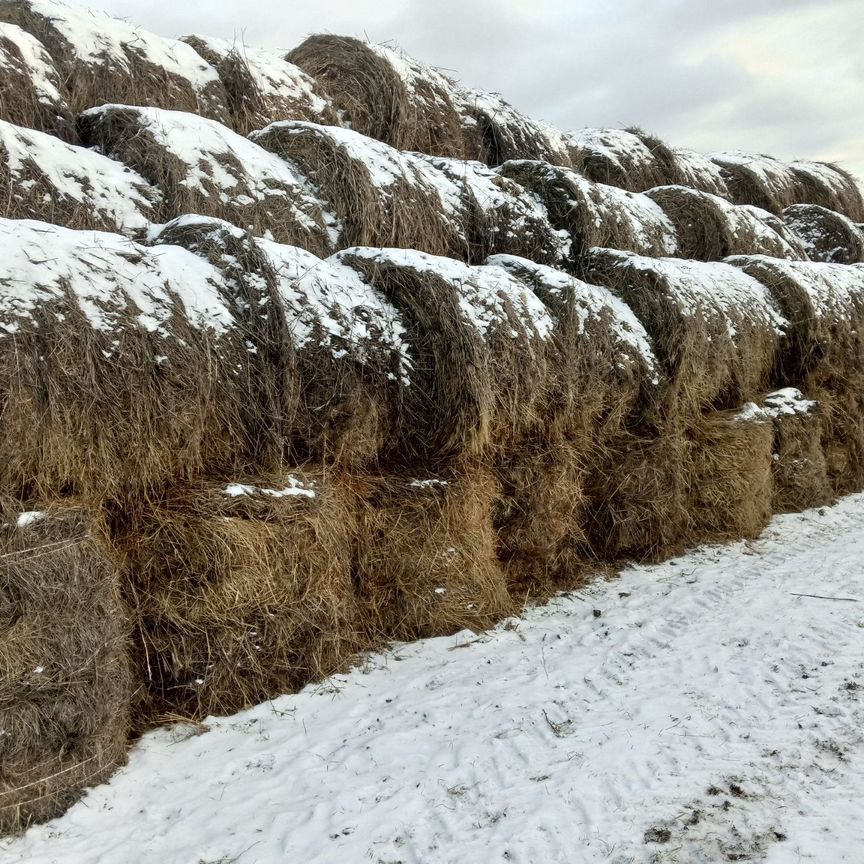 Сено в рулонах
