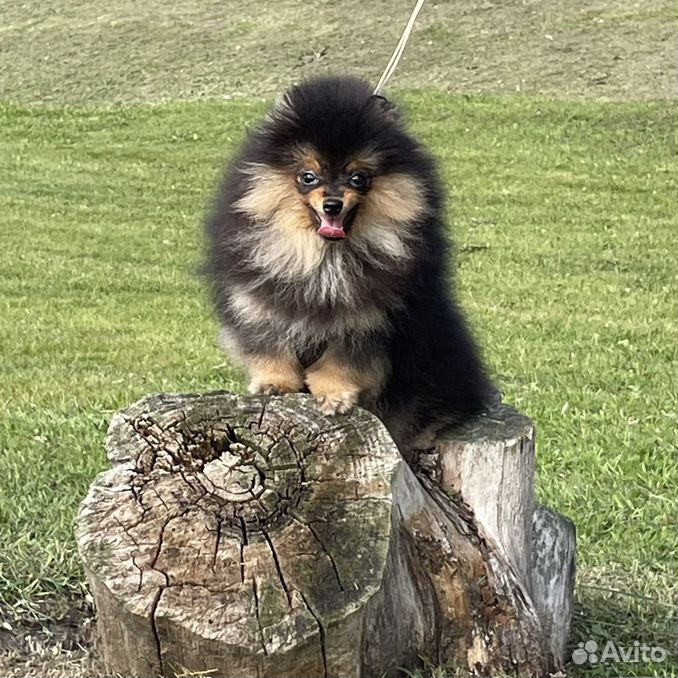 Померанский шпиц.мальчик