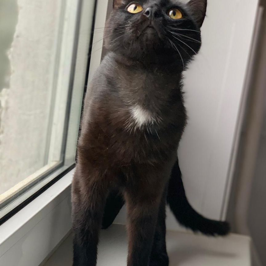 Котик Тео в семью