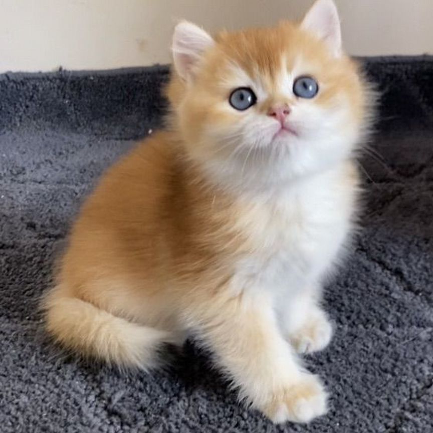 Британский короткошёрстный котёнок