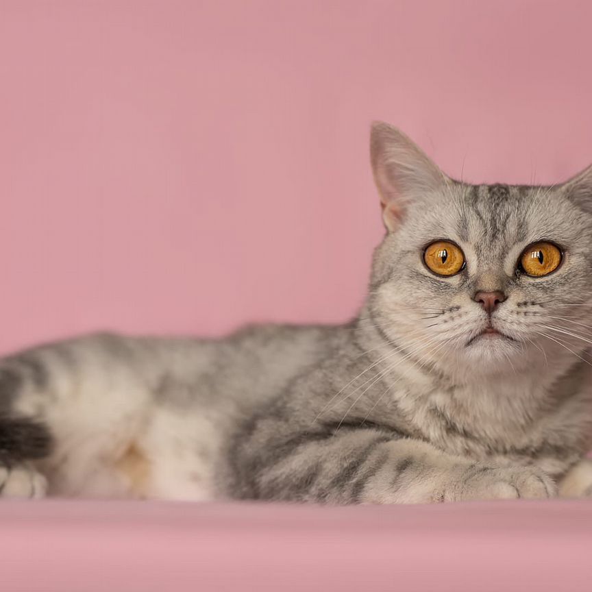 Кошка в дар
