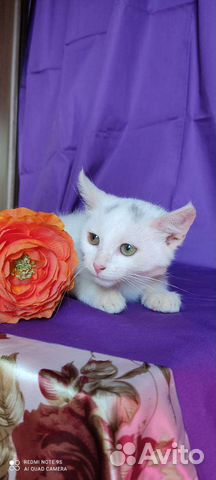 Сапфир котик