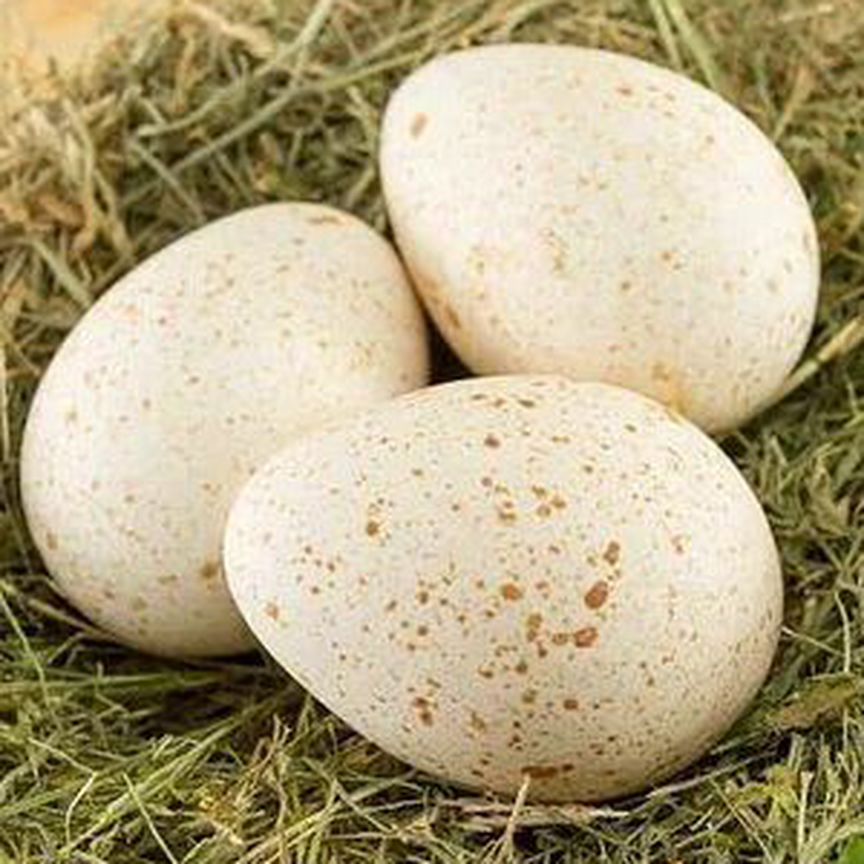 Индюшиное инкубационное яйцо продам