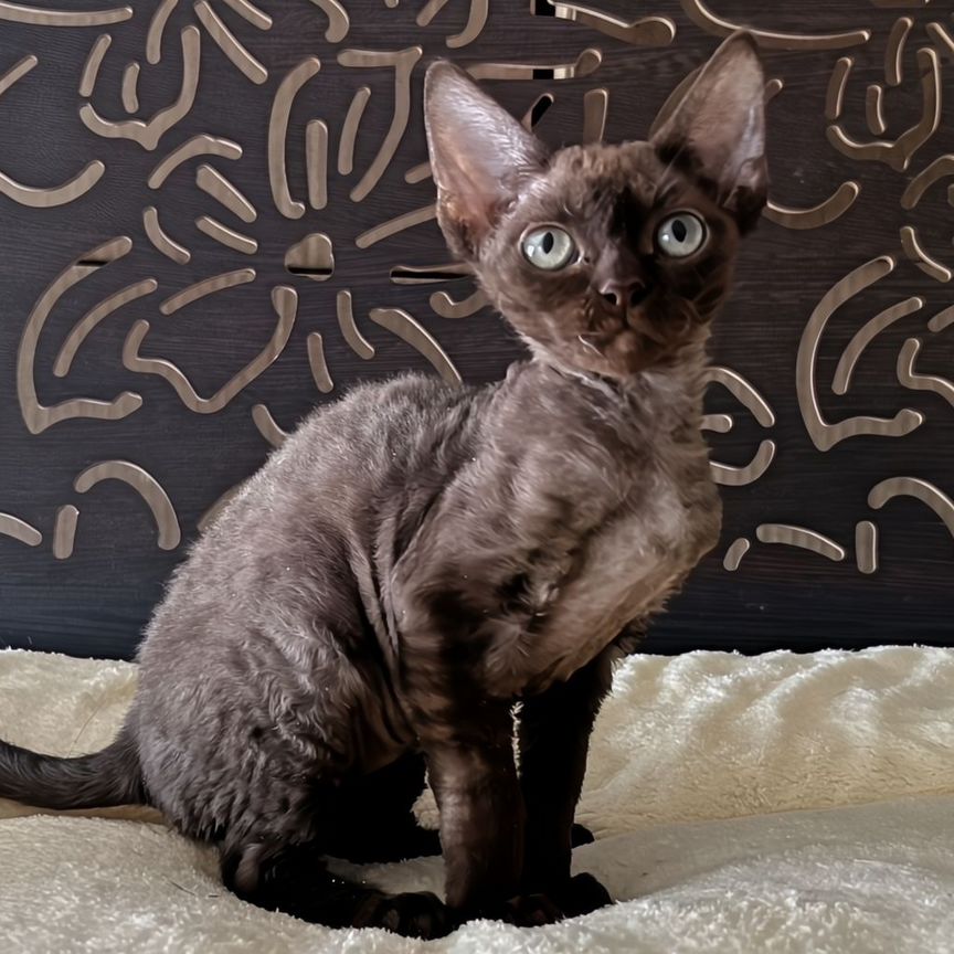 Девон-рекс котёнок