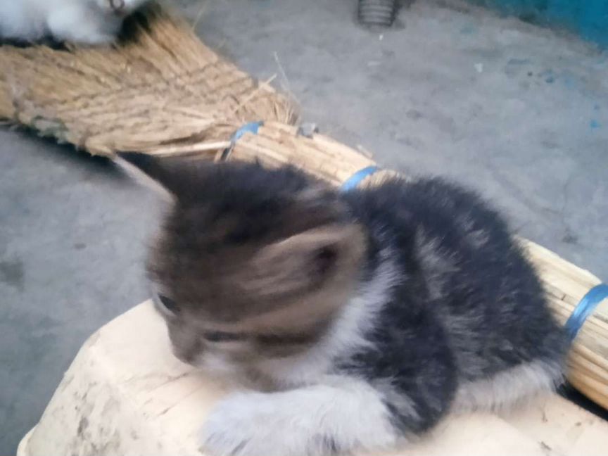 Кошка