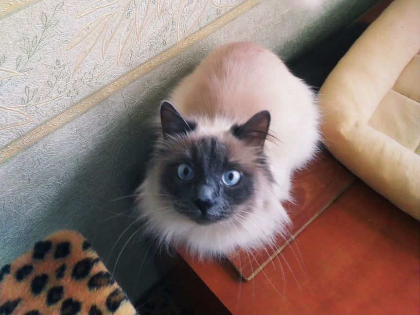 Ищет дом кошечка