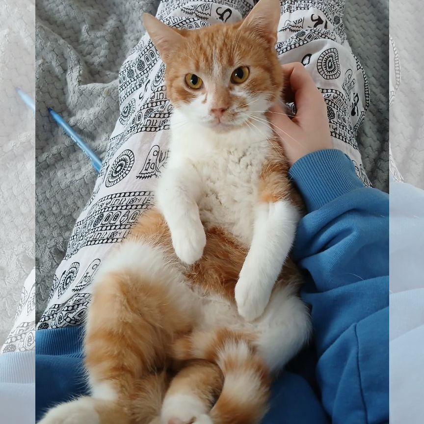 Рыжий котёнок 5 мес