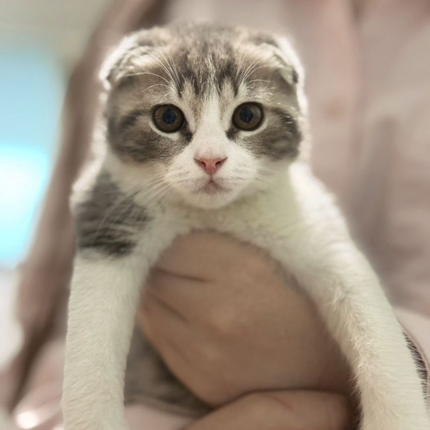 Вислоухие котята в добрые руки