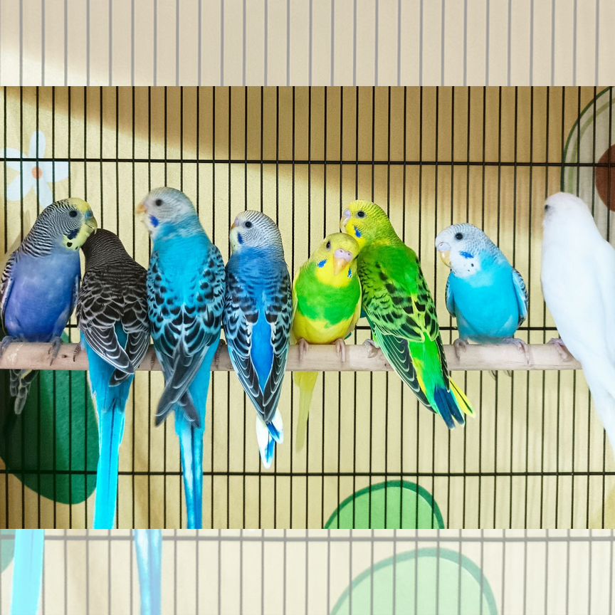 Птенцы волнистый попугай ручной