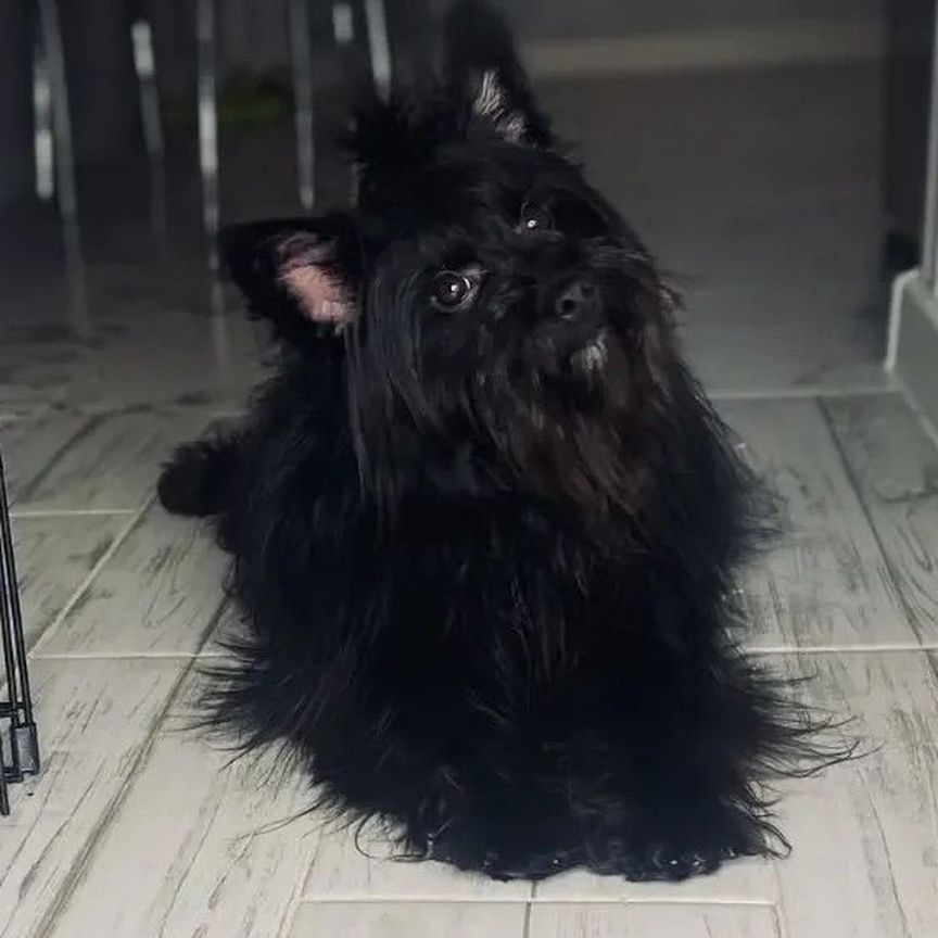 Скайтерьер, щенок