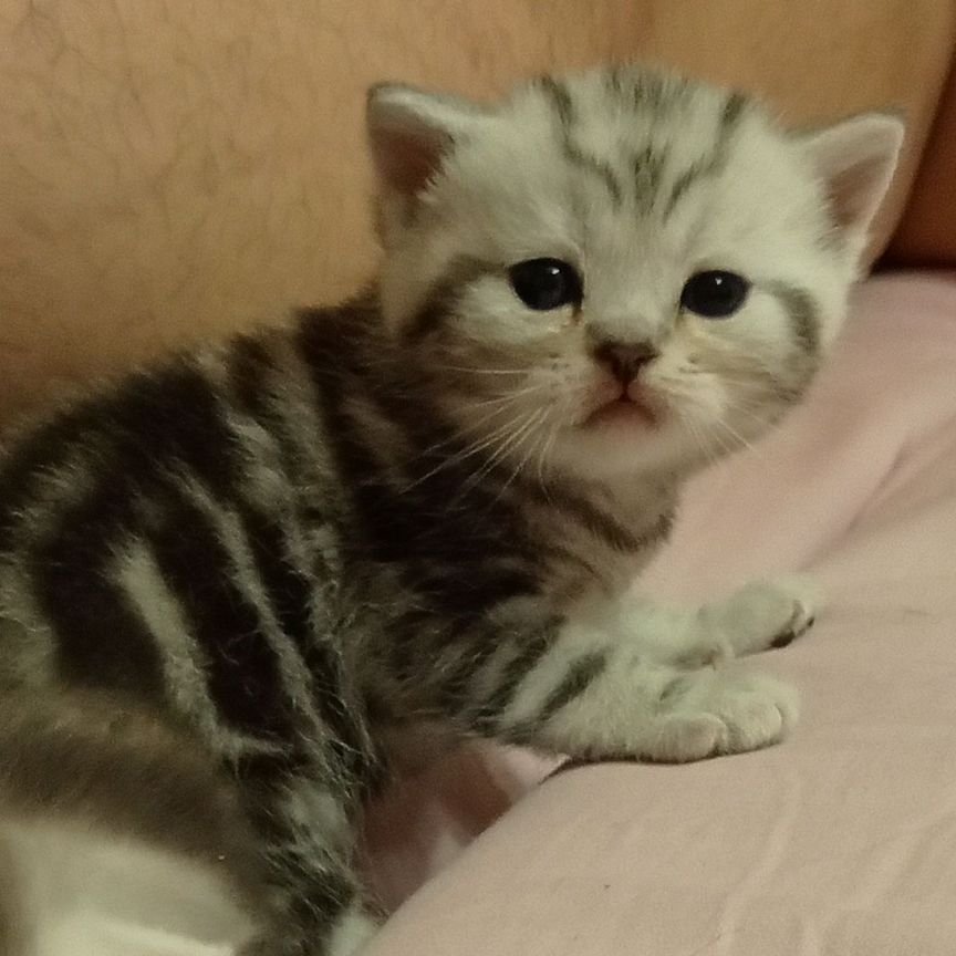 Котята