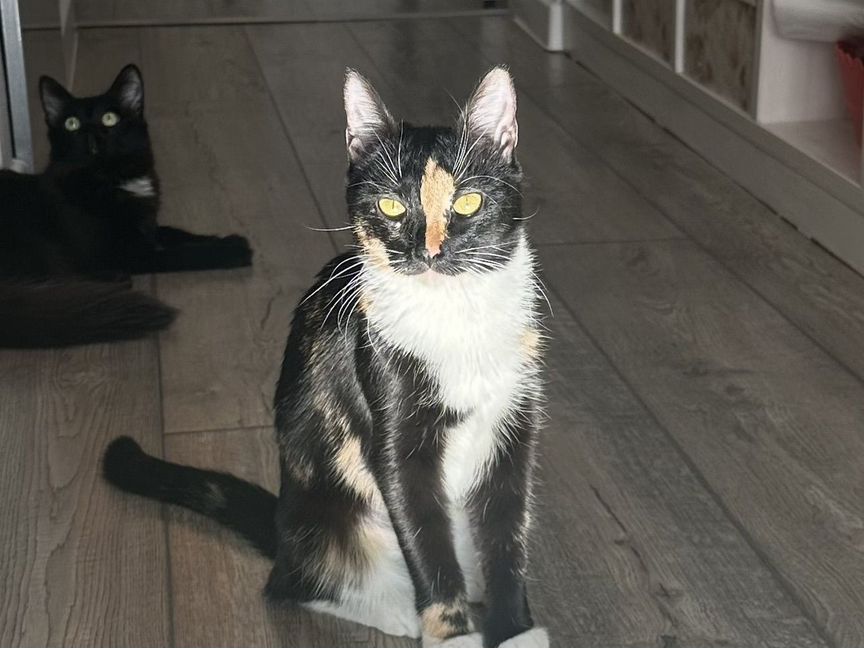 Зефирка 7 месяцев ищет заботливую семью