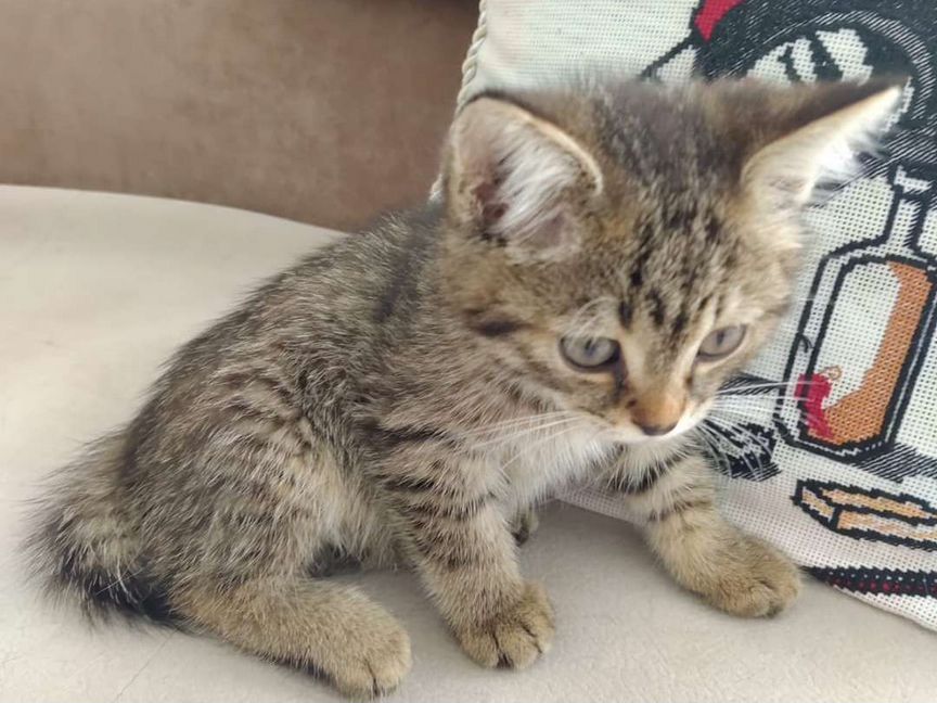 Мальчик, 2 мес, приучен к лотку