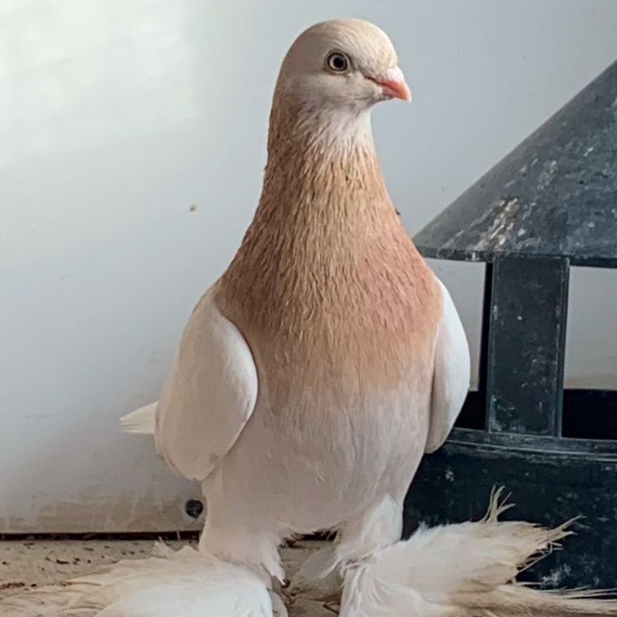 Голуби Алматинской породы