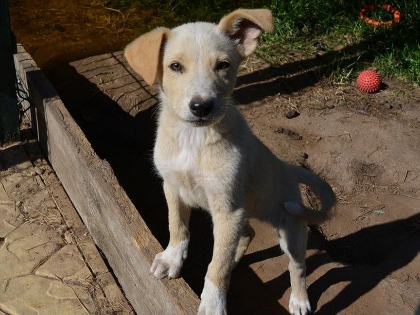 Озорной щенок