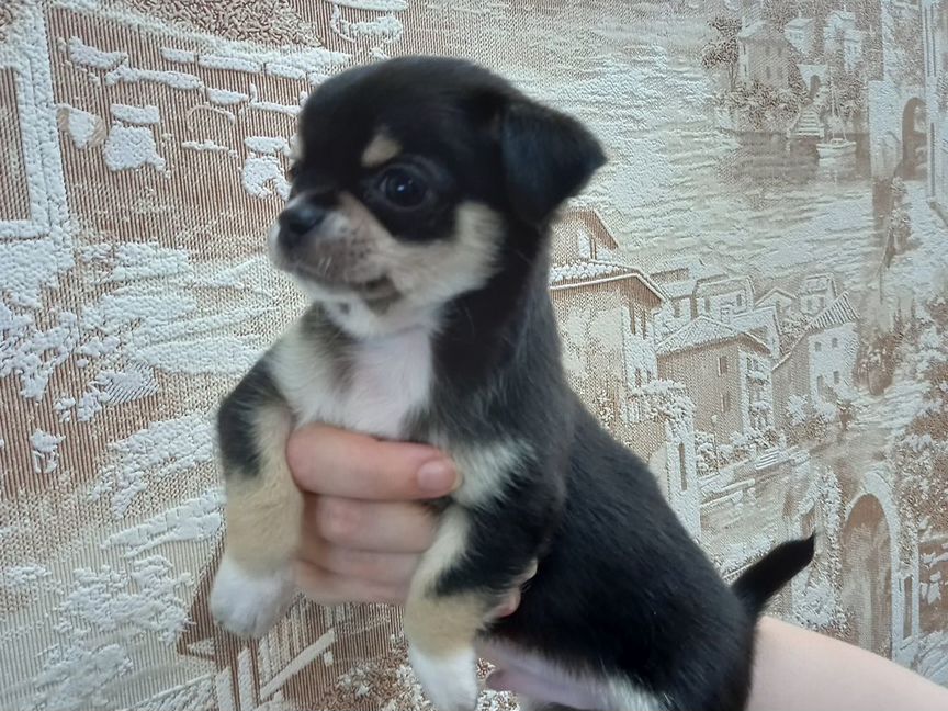 Породные мальчишки