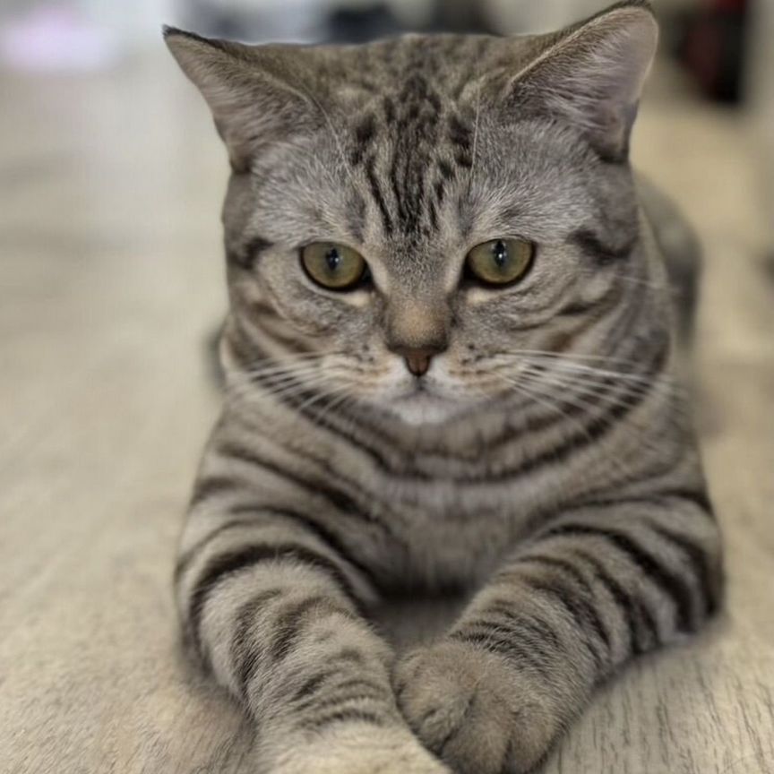 Котик в добрые руки