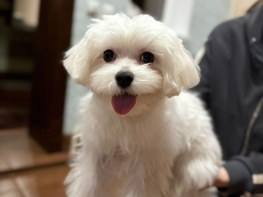 Щенки мальтипу