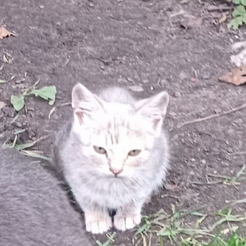 Котенок в добрые руки