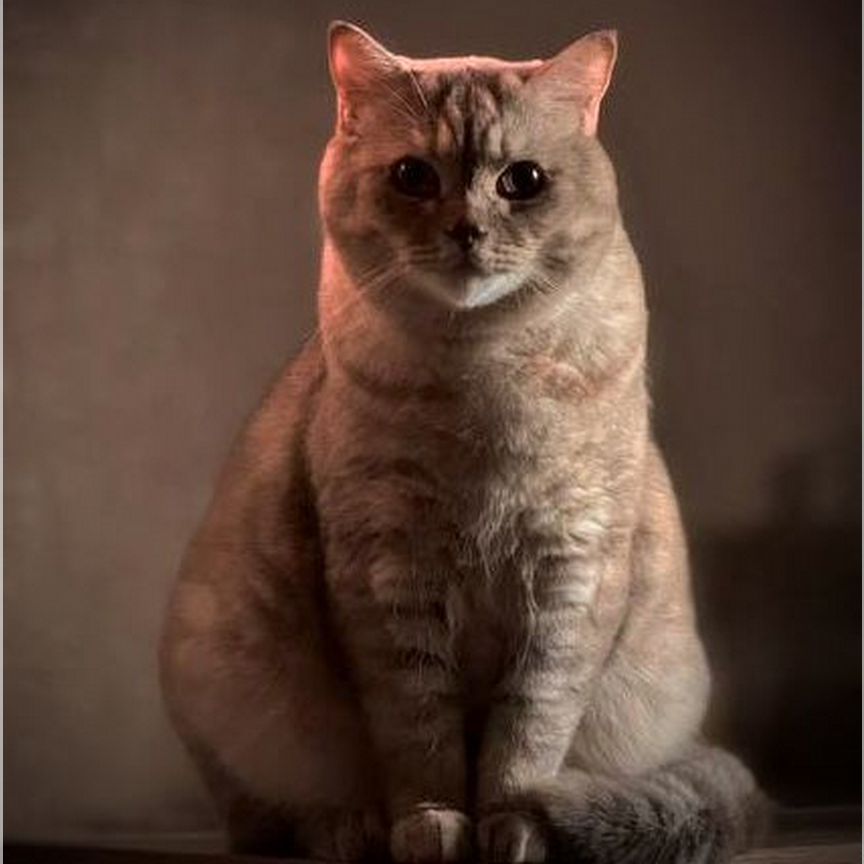 Шотландская прямоухая короткошёрстная, взрослая кошка