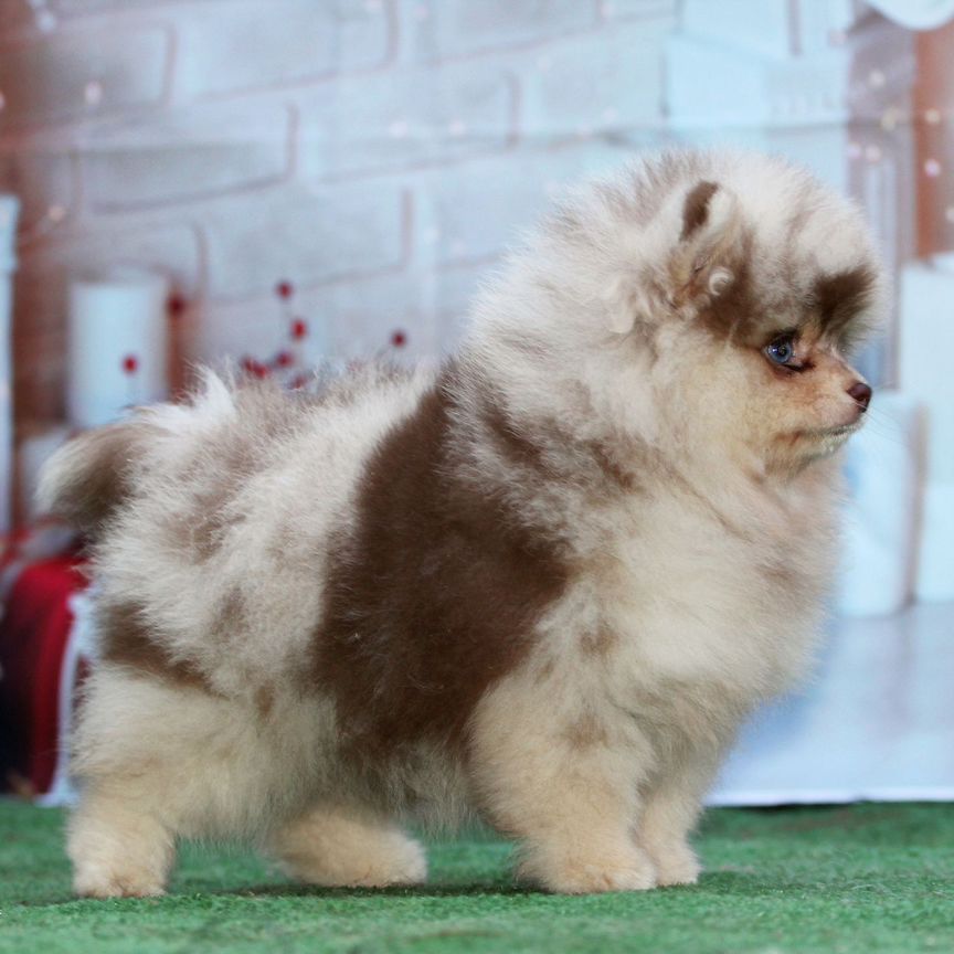 Померанский шпиц, щенок