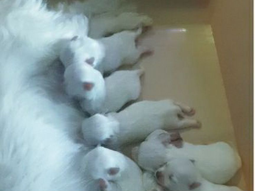 Малыши Мальтезе