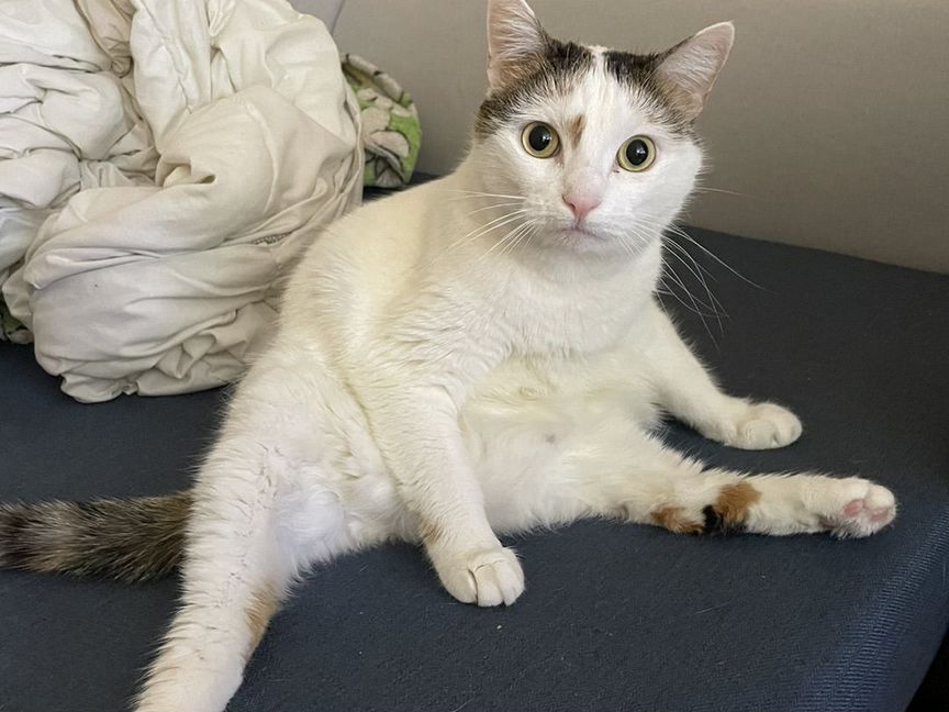 Кошка метис