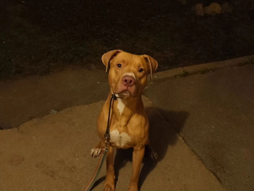 Питбуль вязка