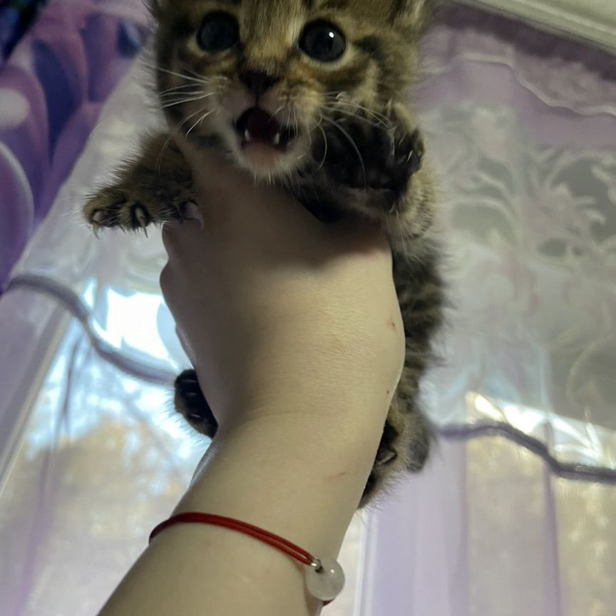 Отдам бесплатно котят