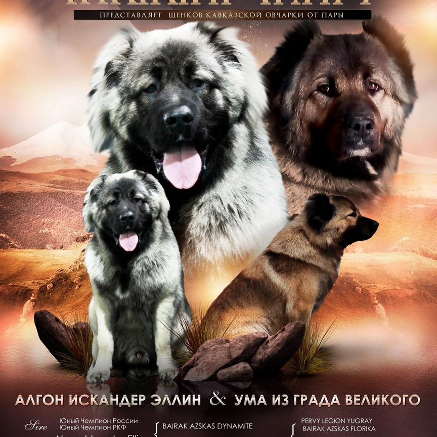 Щенки кавказской овчарки