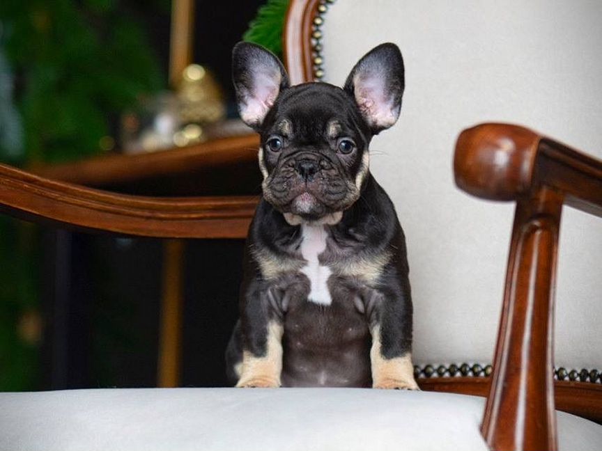 Французский бульдог щенки