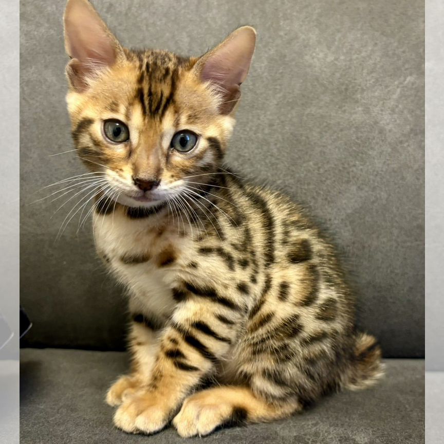Бенгальские котята