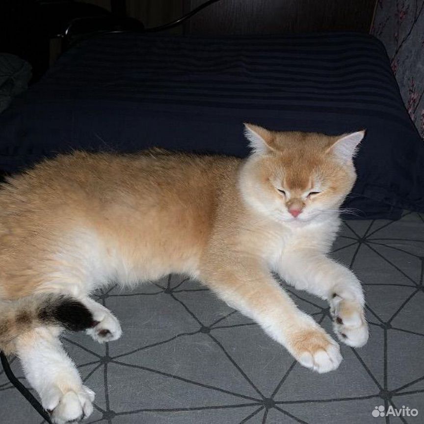 Кот золотая шиншилла