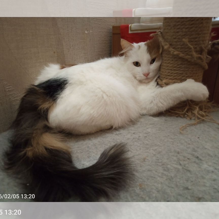 Взрослая, кошка в добрые руки