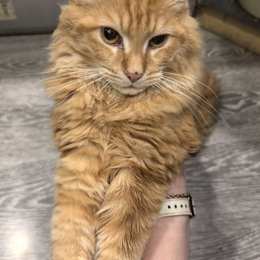 Отдам кота в добрые руки