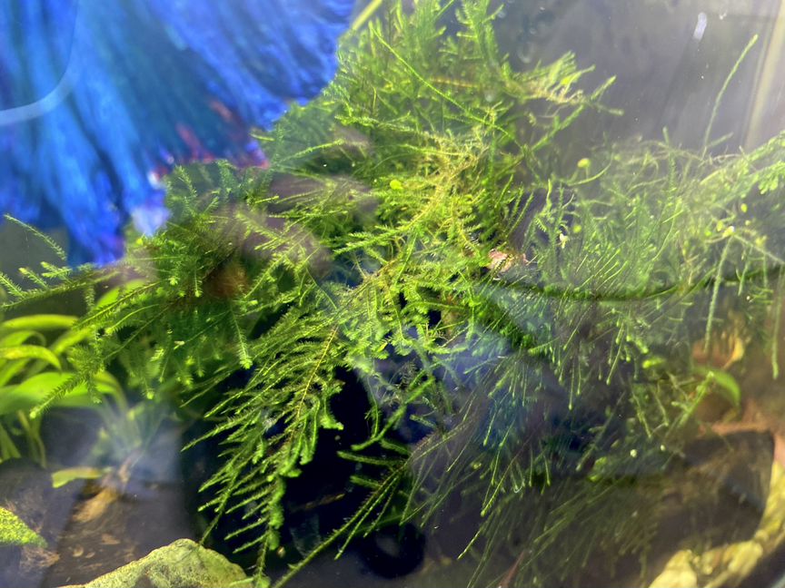 Яванский мох