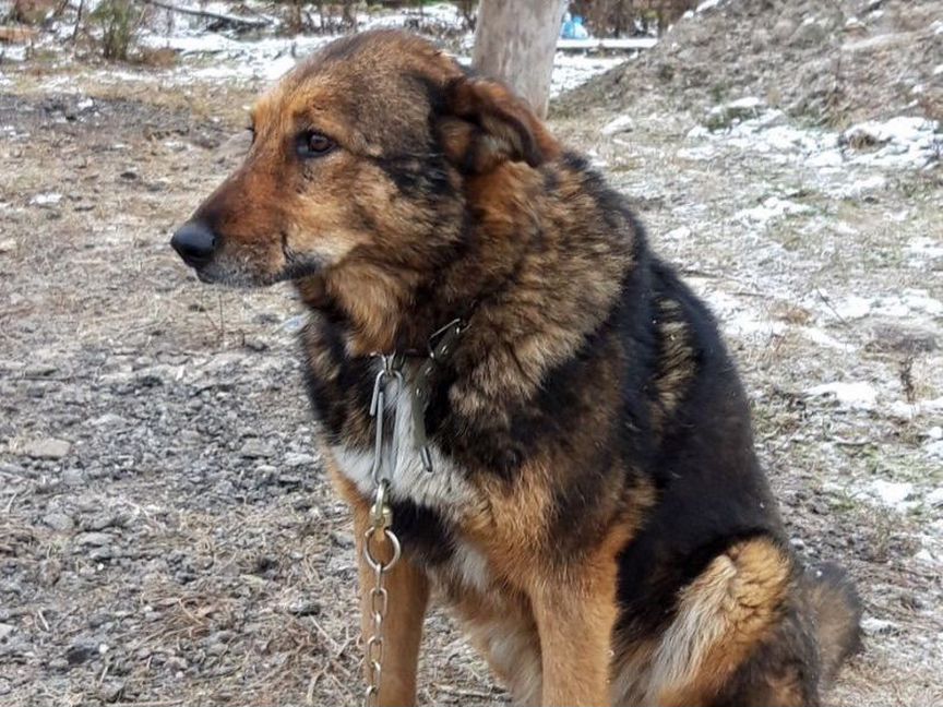 Пес Мухтар оказался не нужен