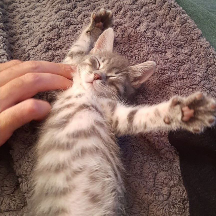 Котята в добрые руки бесплатно