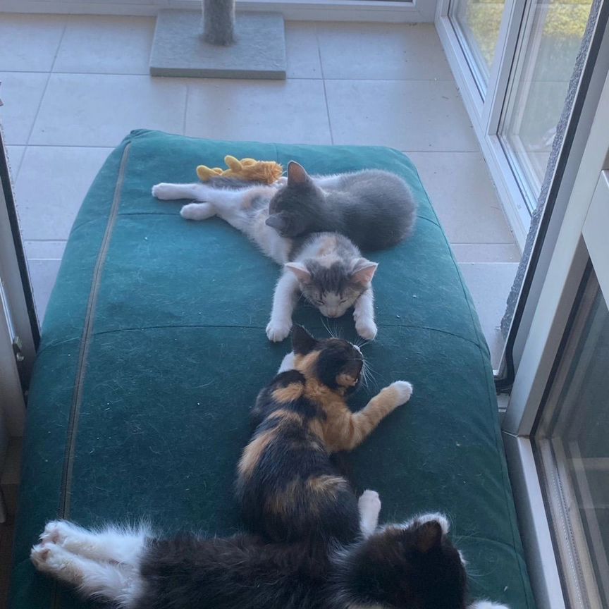 Котята от домашней кошки