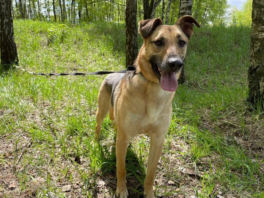 Собаки бесплатно