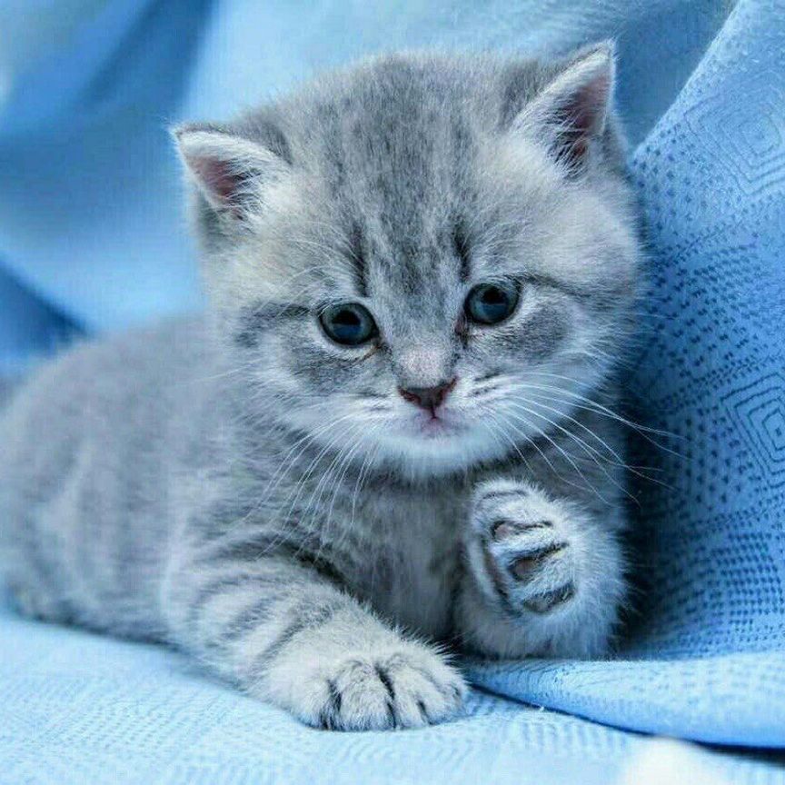 Шотландский прямоухий короткошёрстный котёнок