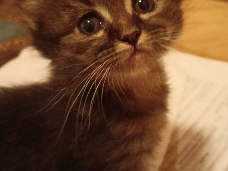 Девочка 1 мес