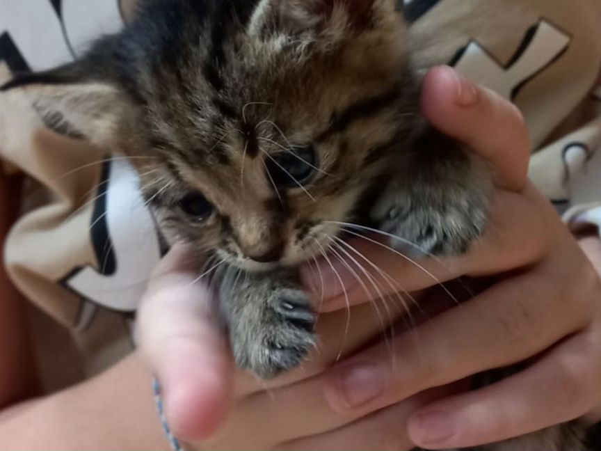 Котята в добрые руки