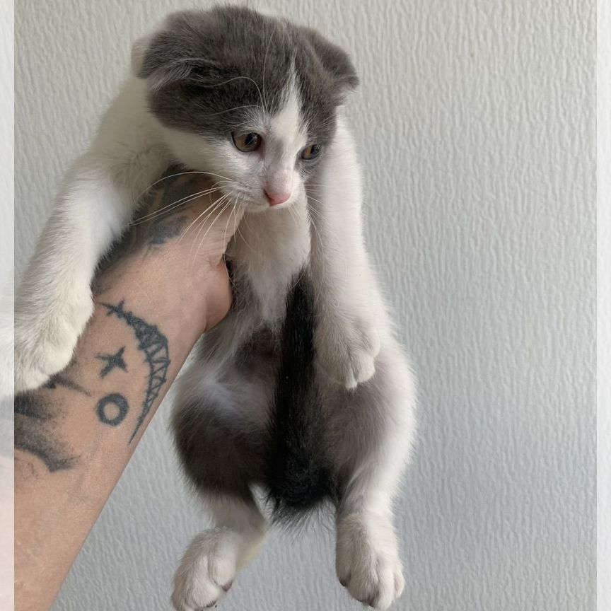 Котенок Ксения